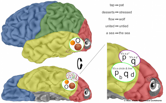 6 Different types of dyslexia and how to help